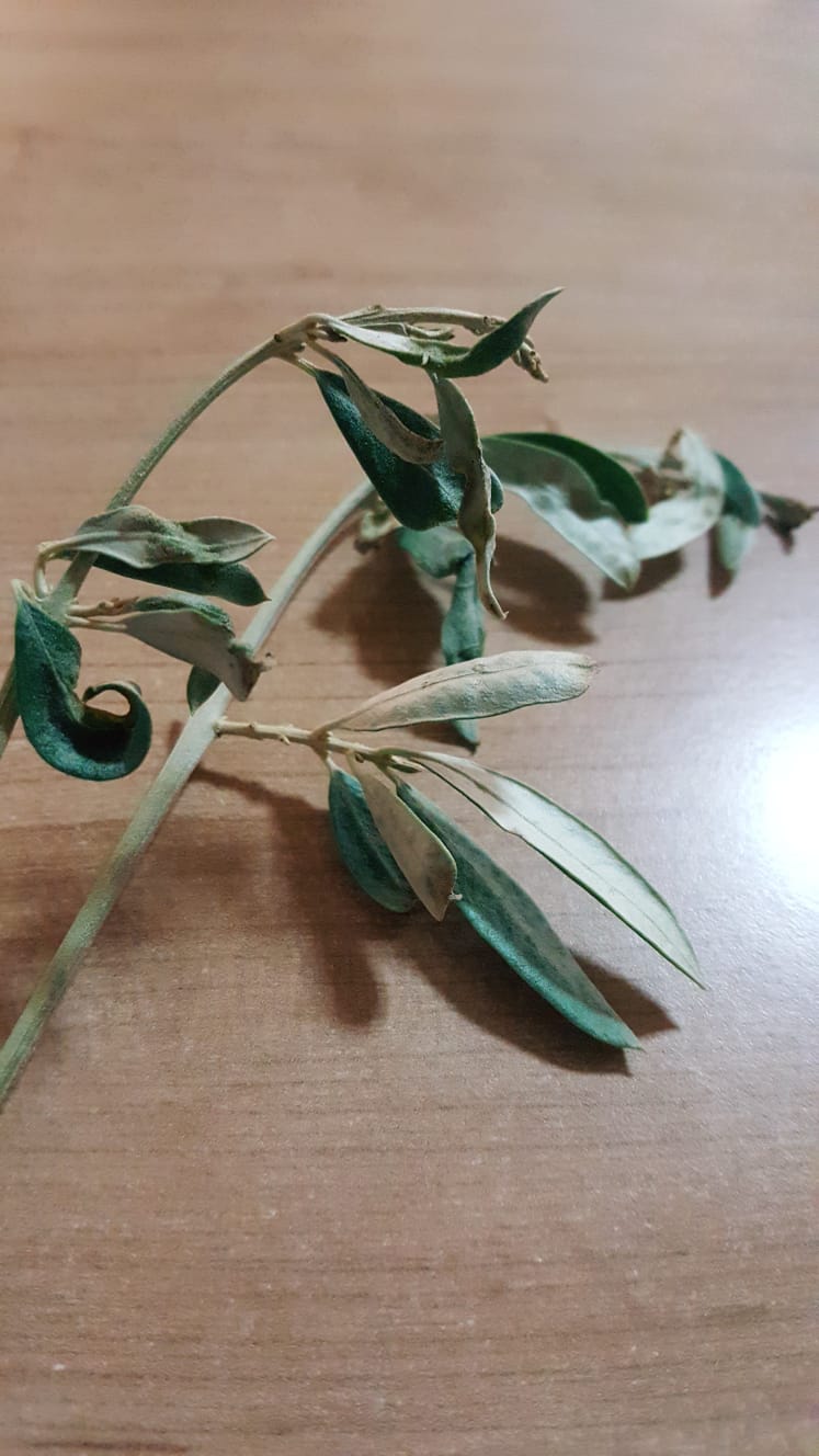 Acariosis en olivar «Aceria oleae» – DelCampoWeb