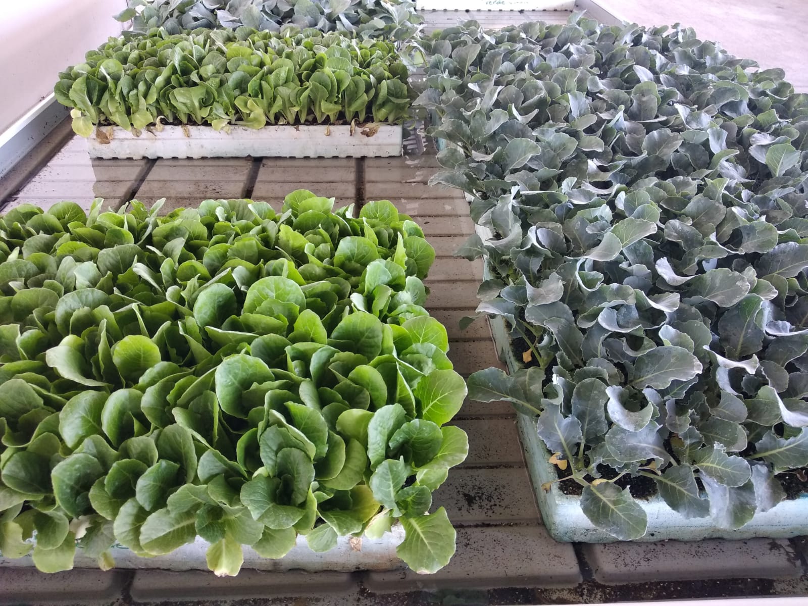 Propiedades de la col, lechuga y coliflor. – DelCampoWeb