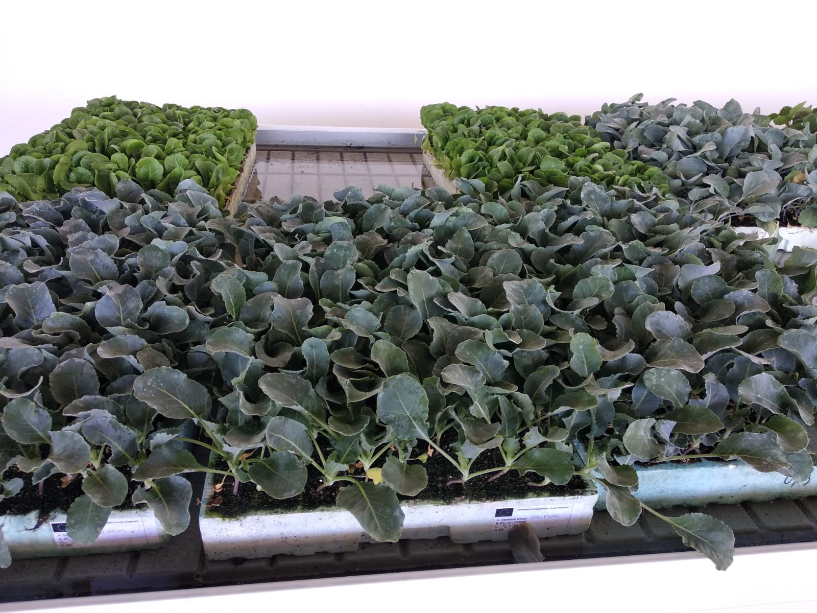 Propiedades de la col, lechuga y coliflor. – DelCampoWeb